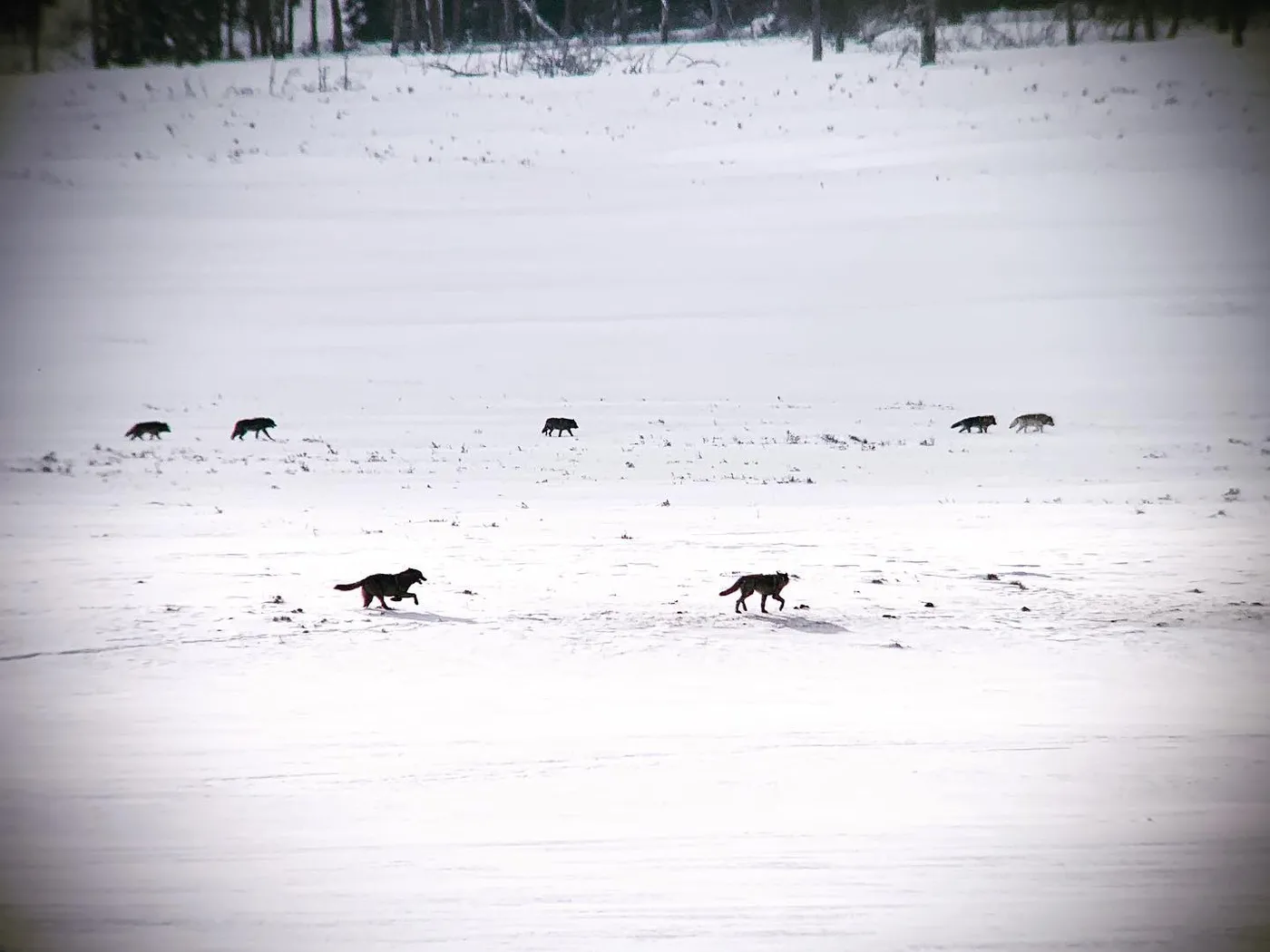 Yellowstone National Park Wolves