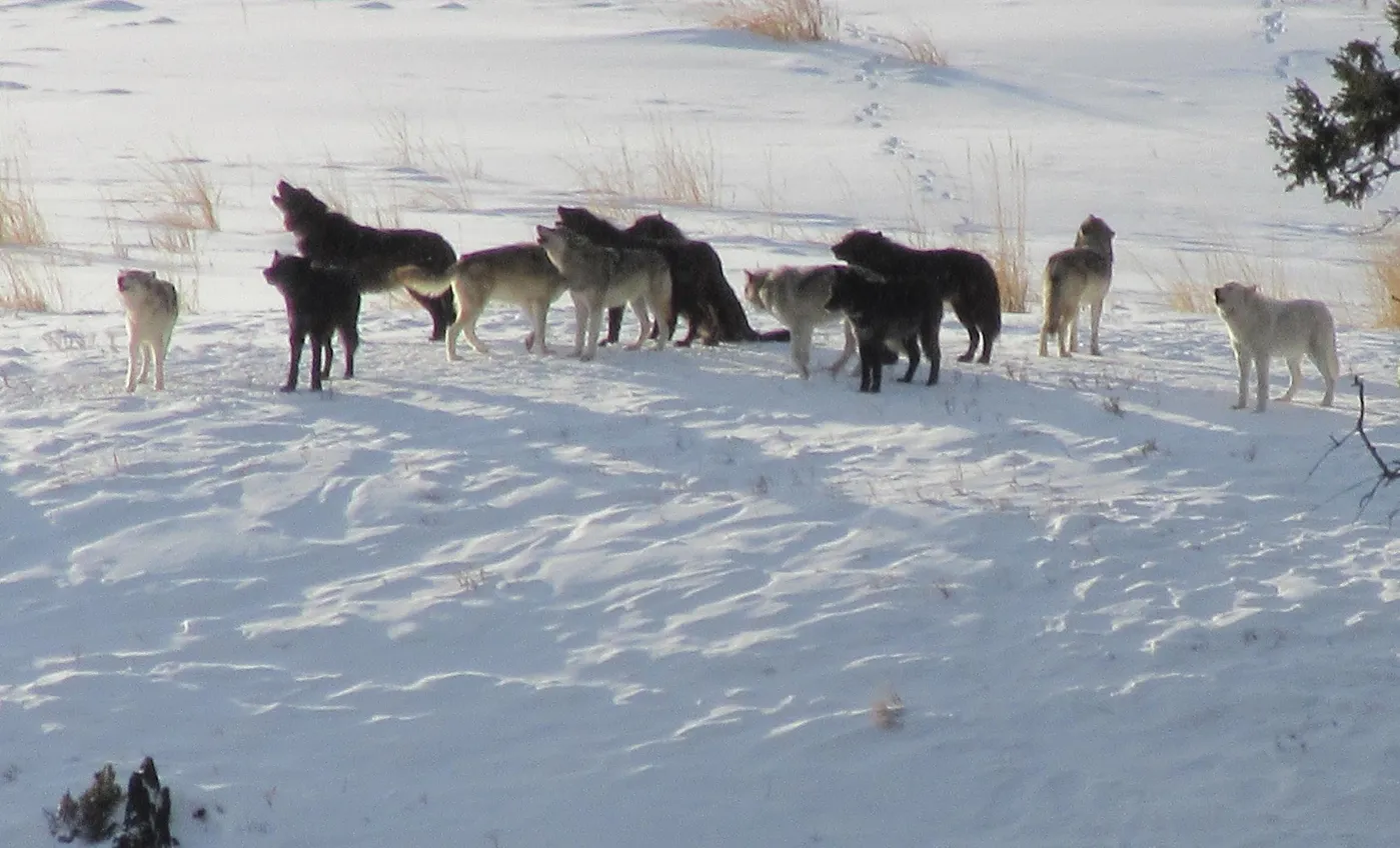 Yellowstone National Park Wolves