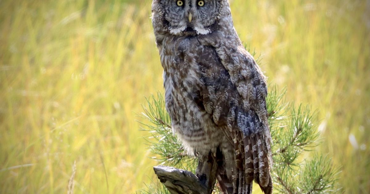 Birding in Yellowstone National Park - See Birds in Yellowstone