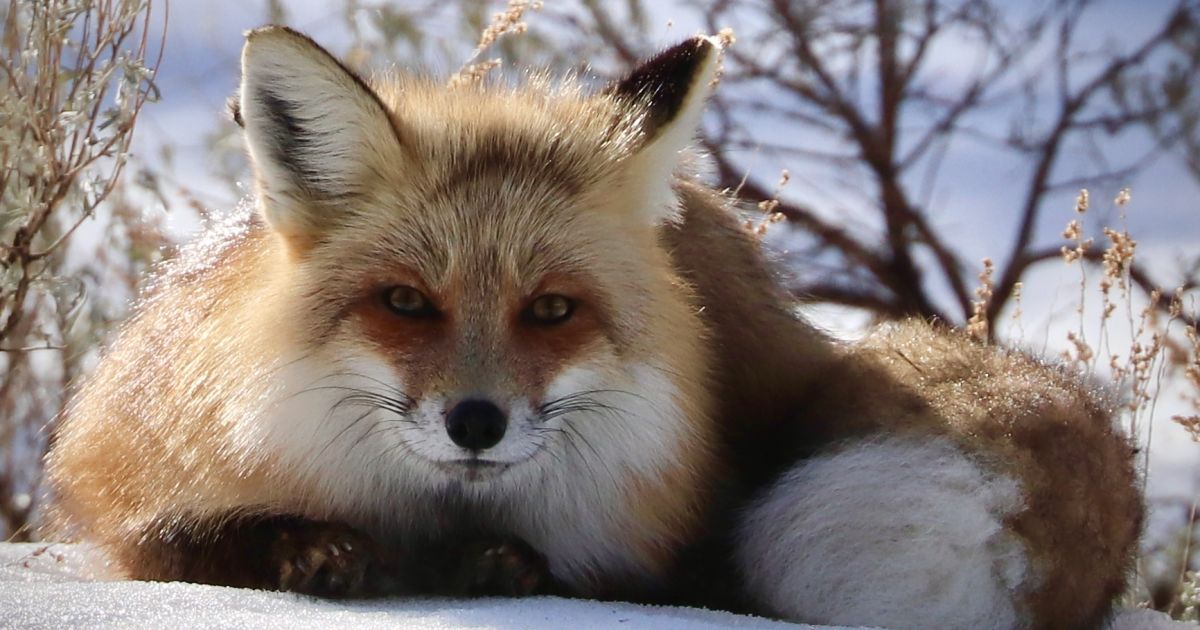 Don't Miss Yellowstone's Smaller Dogs - Yellowstone Guidelines