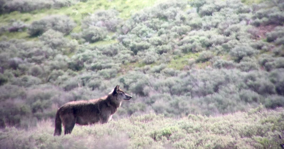 Death of Yellowstone Wolf - 926F - Wolf Killed in Yellowstone